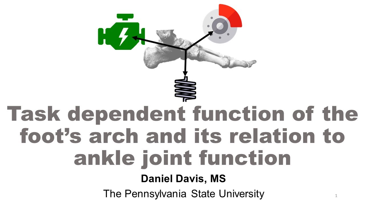 Task dependent function of the foot’s arch and its relation to ankle ...