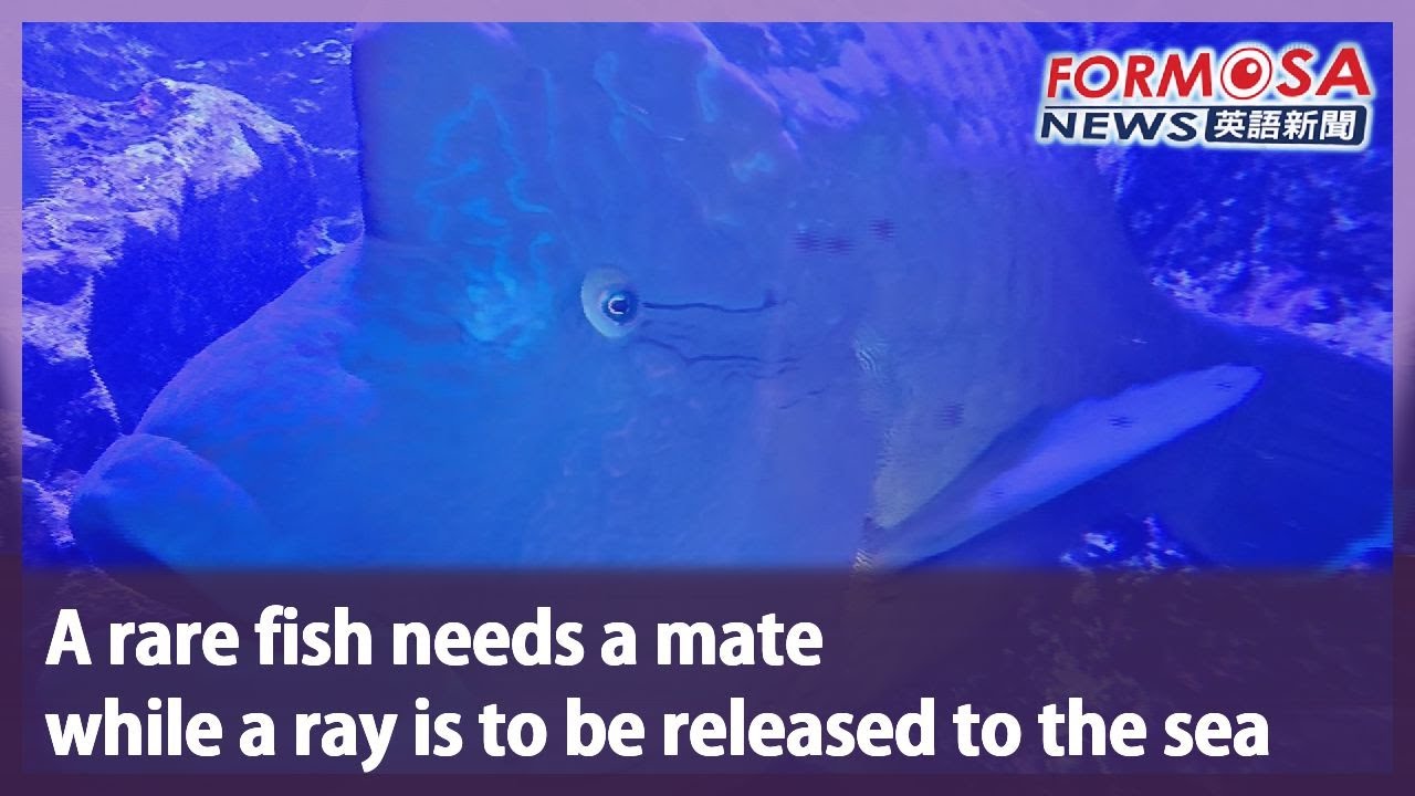 A rare fish needs a mate while a ray is to be released to the sea ...