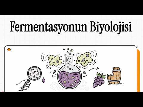Oksijensiz Hayat Mümkün mü, Pasteur'un Büyük Keşfi