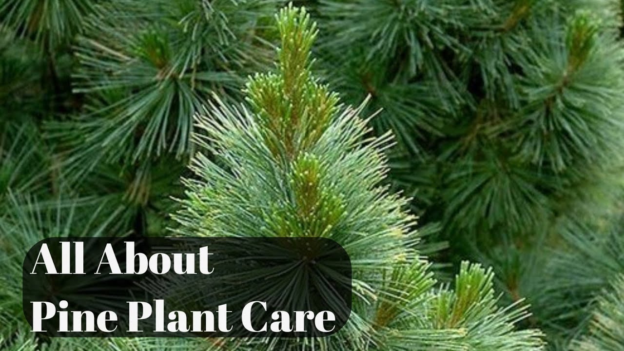 All About Pine Tree Plants Care Tips - YouTube