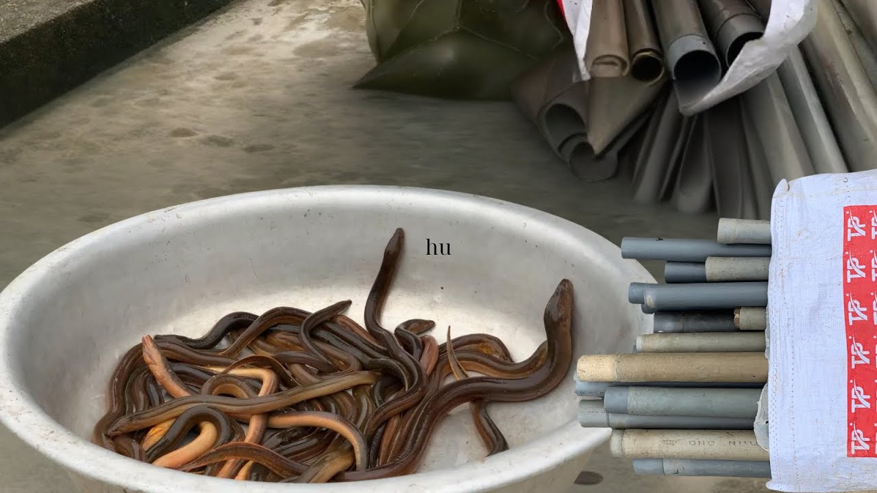 "Catch More Eels! Easy PVC Trap & Irresistible Homemade Bait (Secret ...
