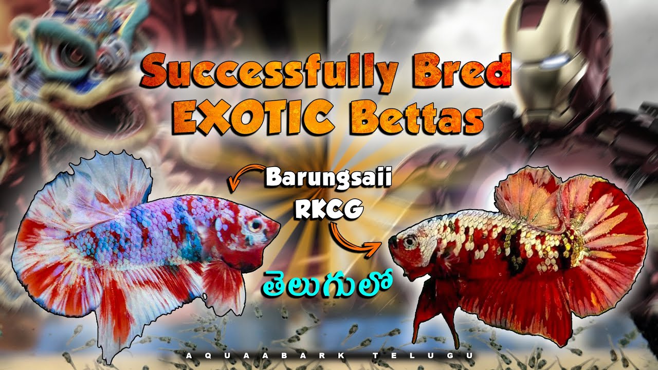 BARONGSAI & RKCG Exotic Betta Breeding Results || TELUGU || AQUAABARK ...