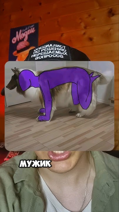 Не гладь это на улице 🐶 - YouTube