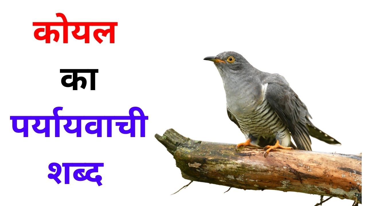 Koyal Ka Paryayvachi Shabd Koyal Ka Samanarthi Shabd koyal-ka-paryayvachi-shabd-koyal-ka-samanarthi-shabd