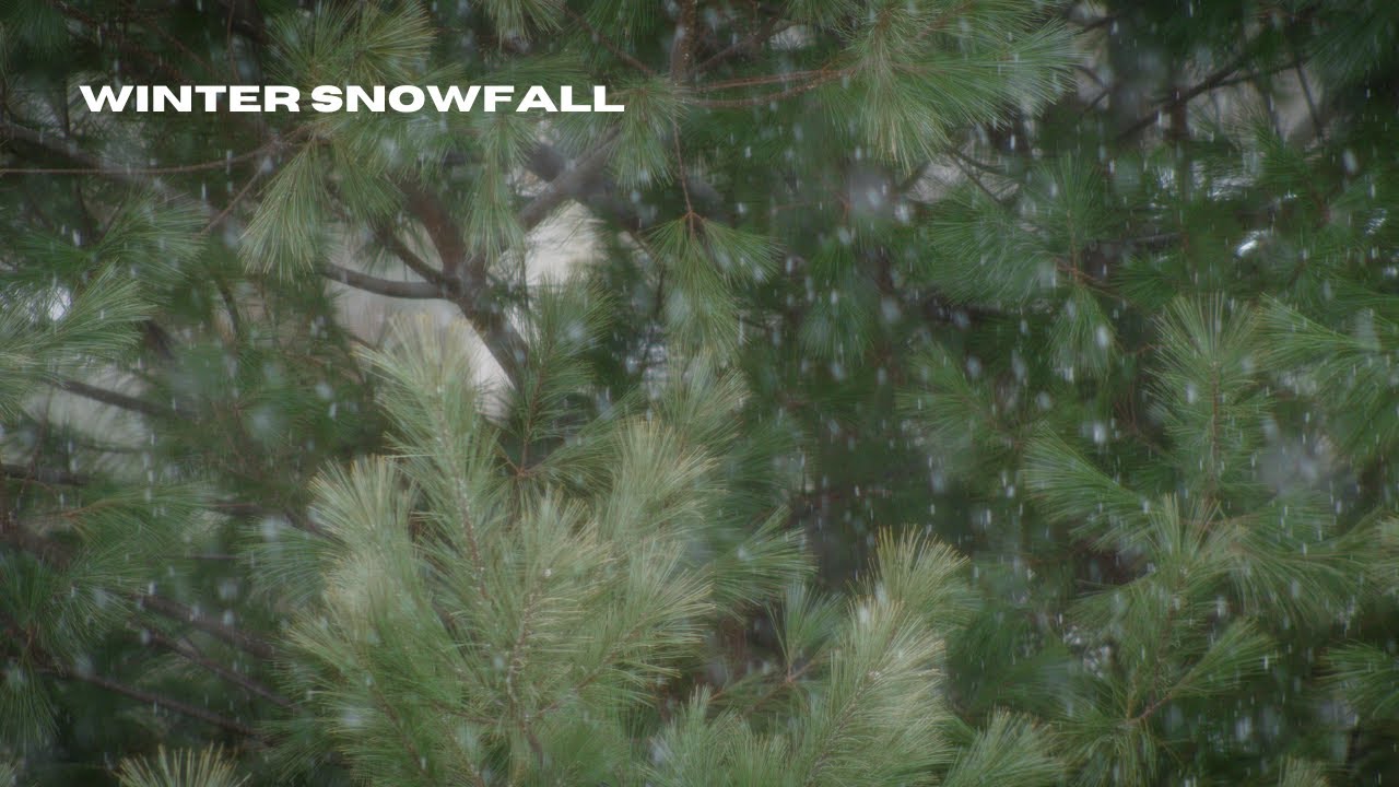 Winter Snowfall | 4K Snowy Pine Tree | Peaceful Ambient Visualizer ...