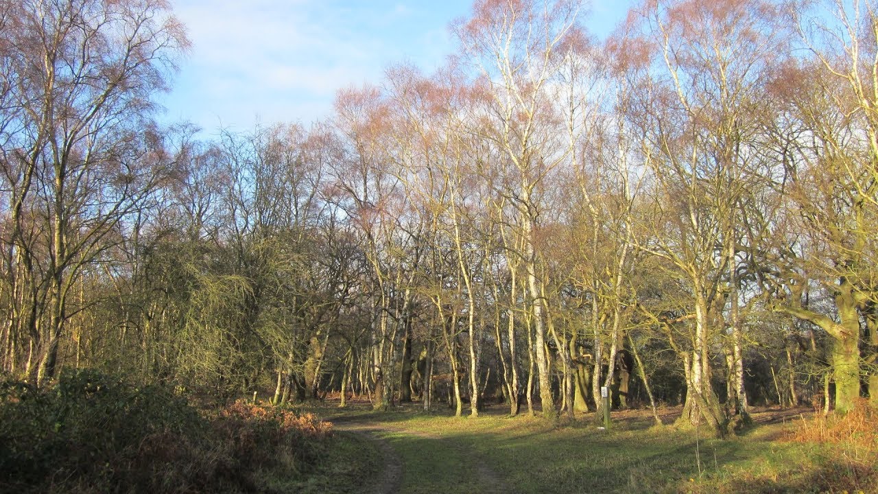 Cannock Chase Country Walk Scenery - Staffordshire Walks - Tour England ...