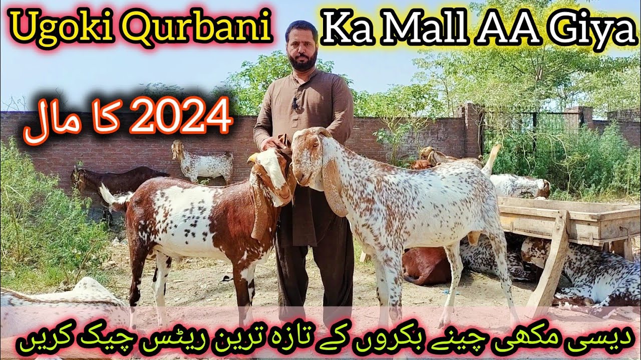 Ugoki Mandi Qurbani Ka Mall AA Giya | Sialkot Bakra Mandi 2024 | Ugoki ...