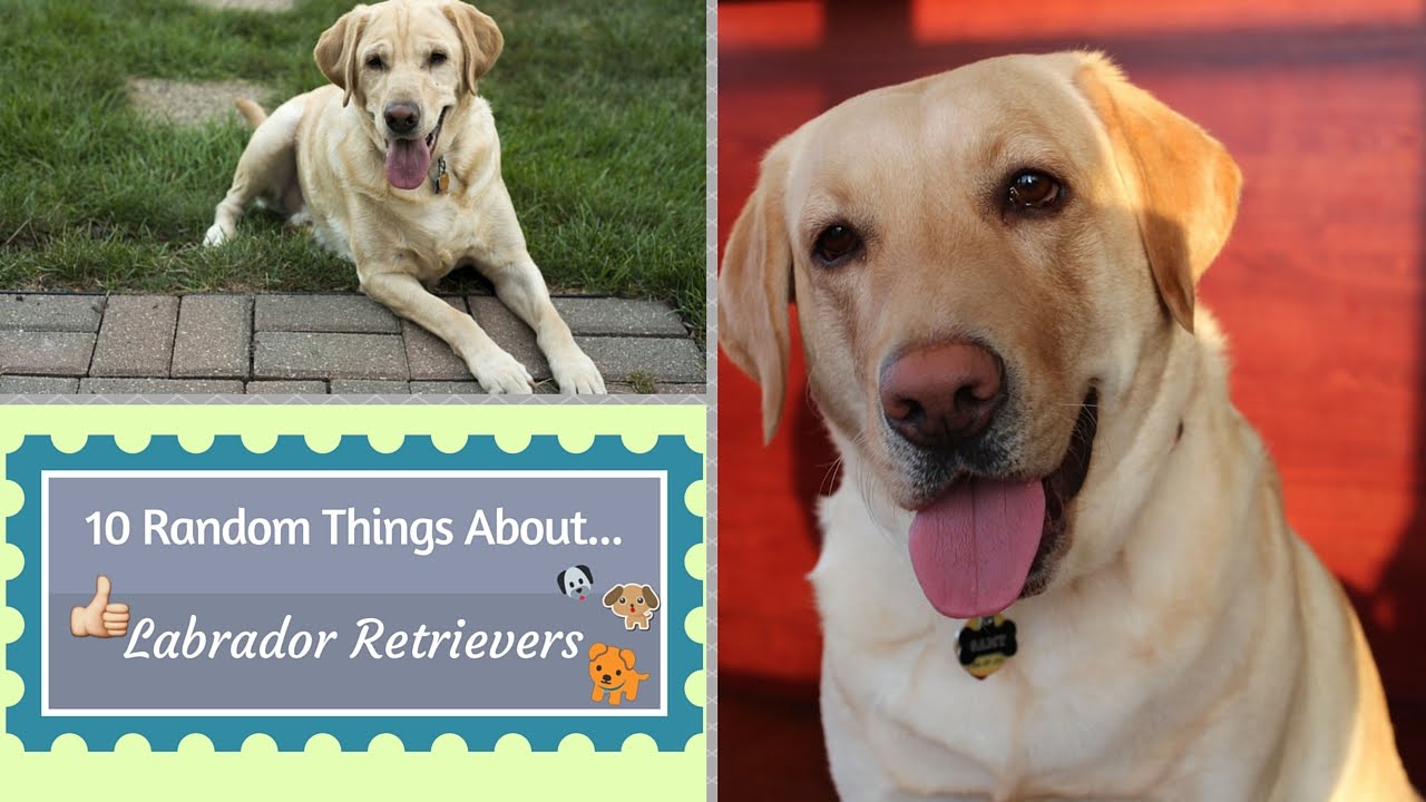 10 Random Things About...Labrador Retrievers - YouTube