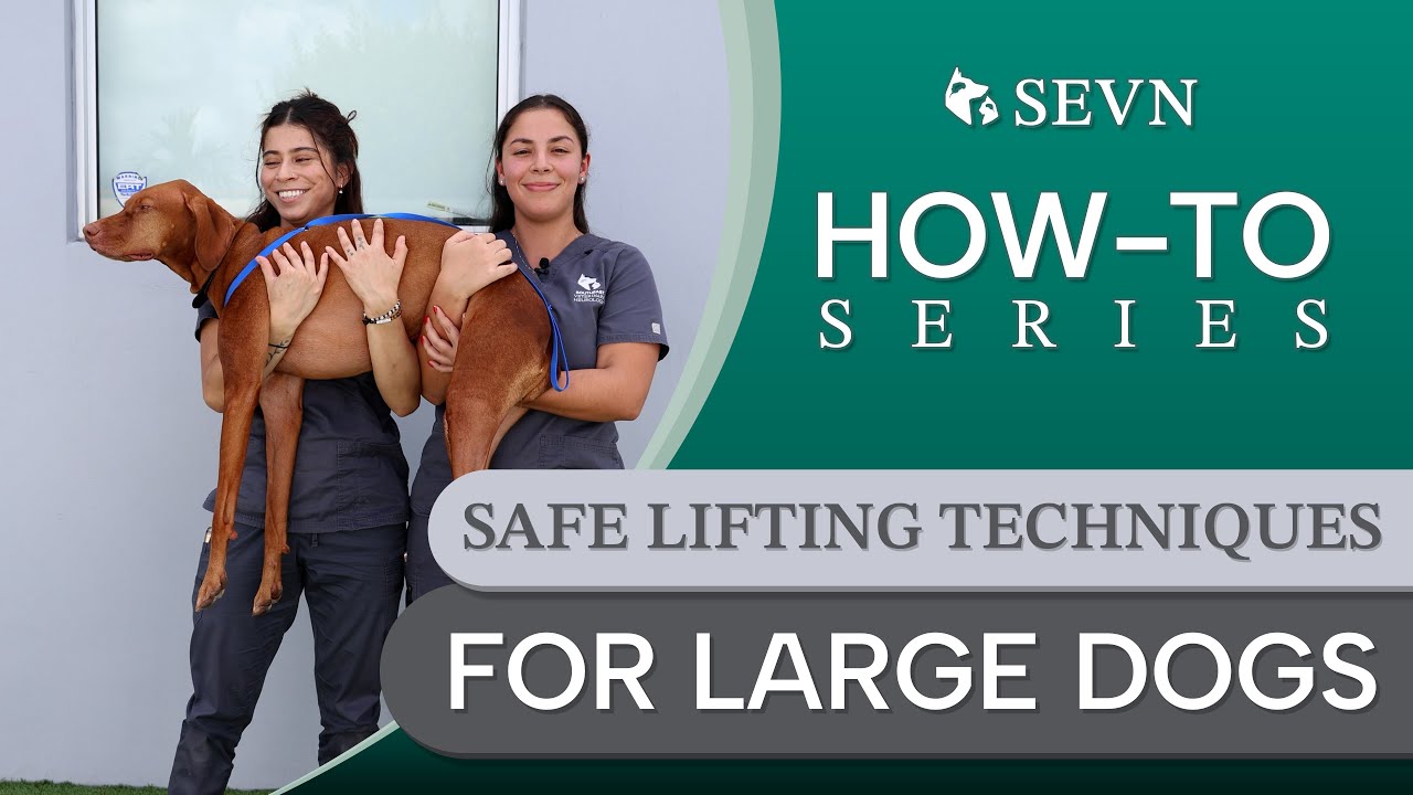 How to Safely Lift Large Dogs: Tips, Techniques & Tools - YouTube