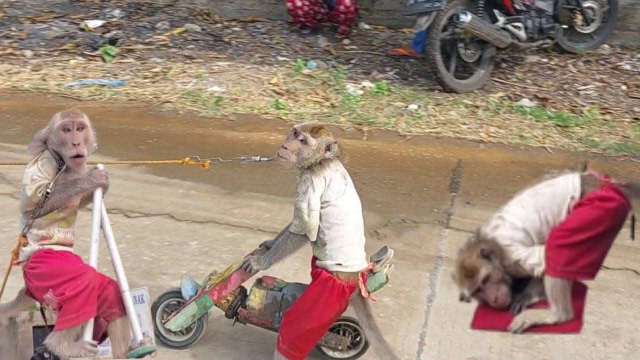 FUNNY MONKEY, TOPENG MONYET LUCU Full Attraction Part 7 - YouTube
