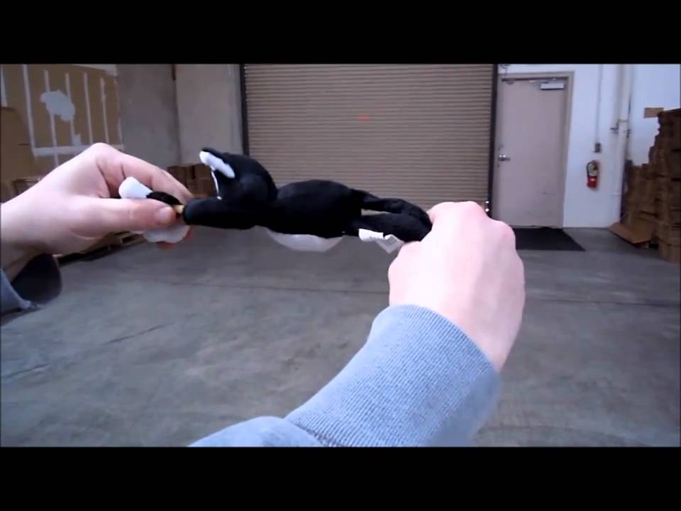 Slingshot Flying Cat - YouTube