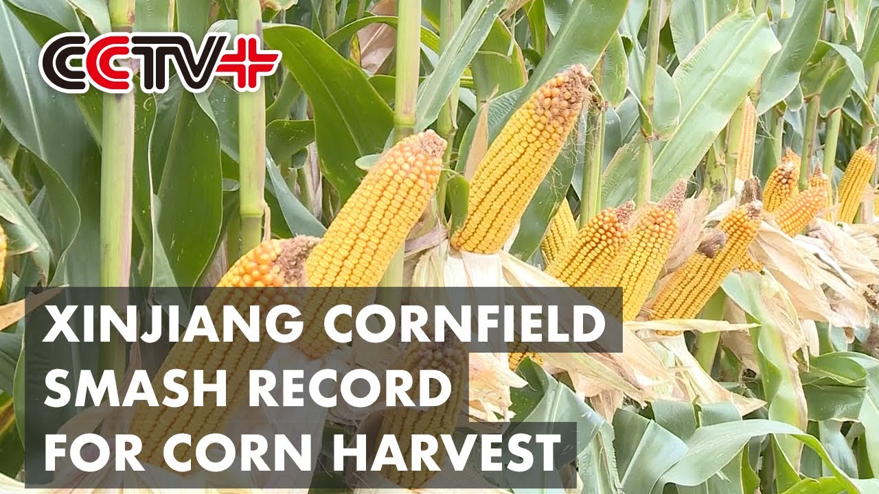 Xinjiang Cornfield Sets National Record for Per-Hectare Production ...