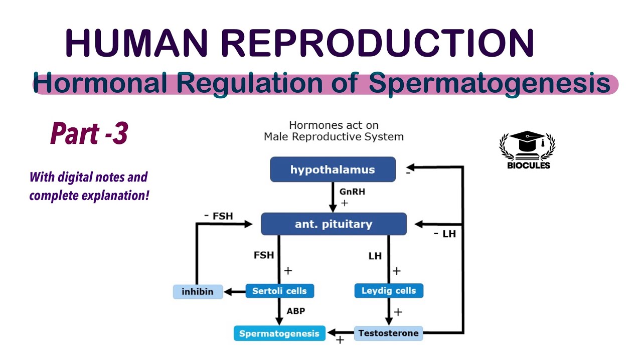 Human Reproduction | Part -3 | HORMONAL REGULATION OF SPERMATOGENESIS ...