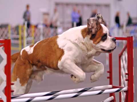 Best Dog Training Videos - YouTube