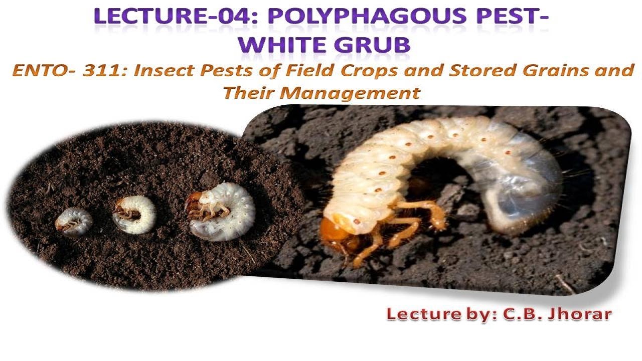 ENTO-311 :Lecture 4: Polyphagous pest- WHITE GRUB - YouTube