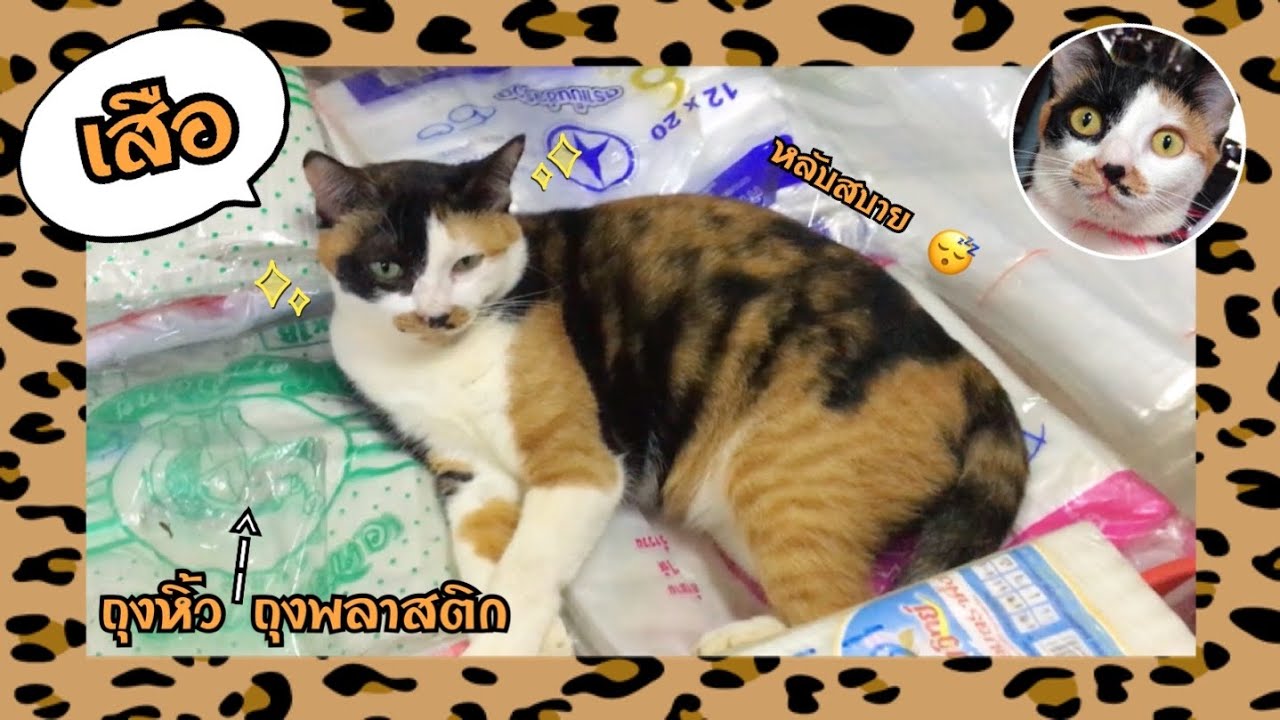 CAT || เสือนอนบนกองถุงหิ้วถุงพลาสติก || Aui & Cat - YouTube