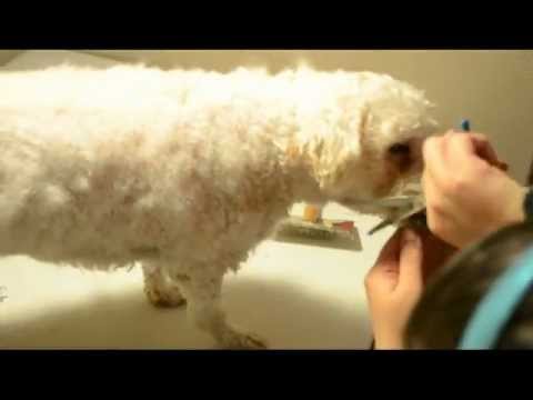 Matted Bichon Grooming- When Shave Downs Become Necessary - YouTube
