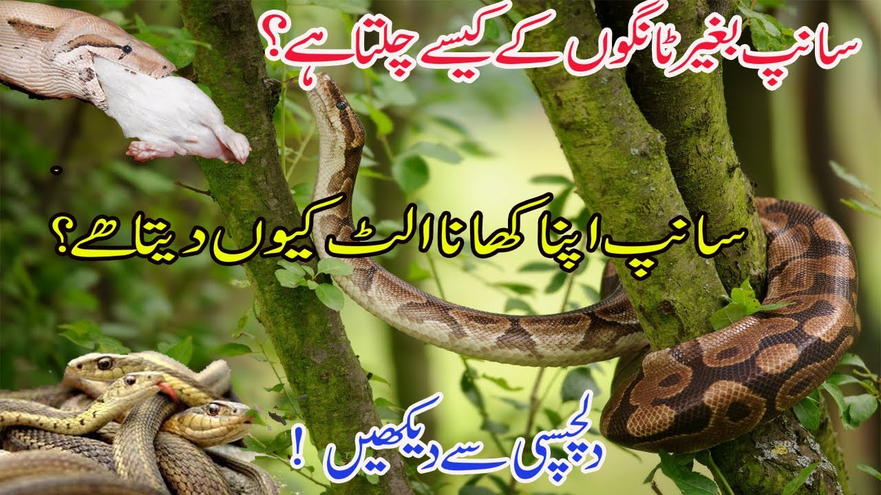 facts about snakes |Facts about snakes crawling| why snake vomit its ...
