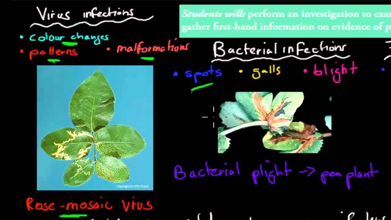 SB.7.2. Evidence of pathogen and insect pests (HSC biology) - YouTube