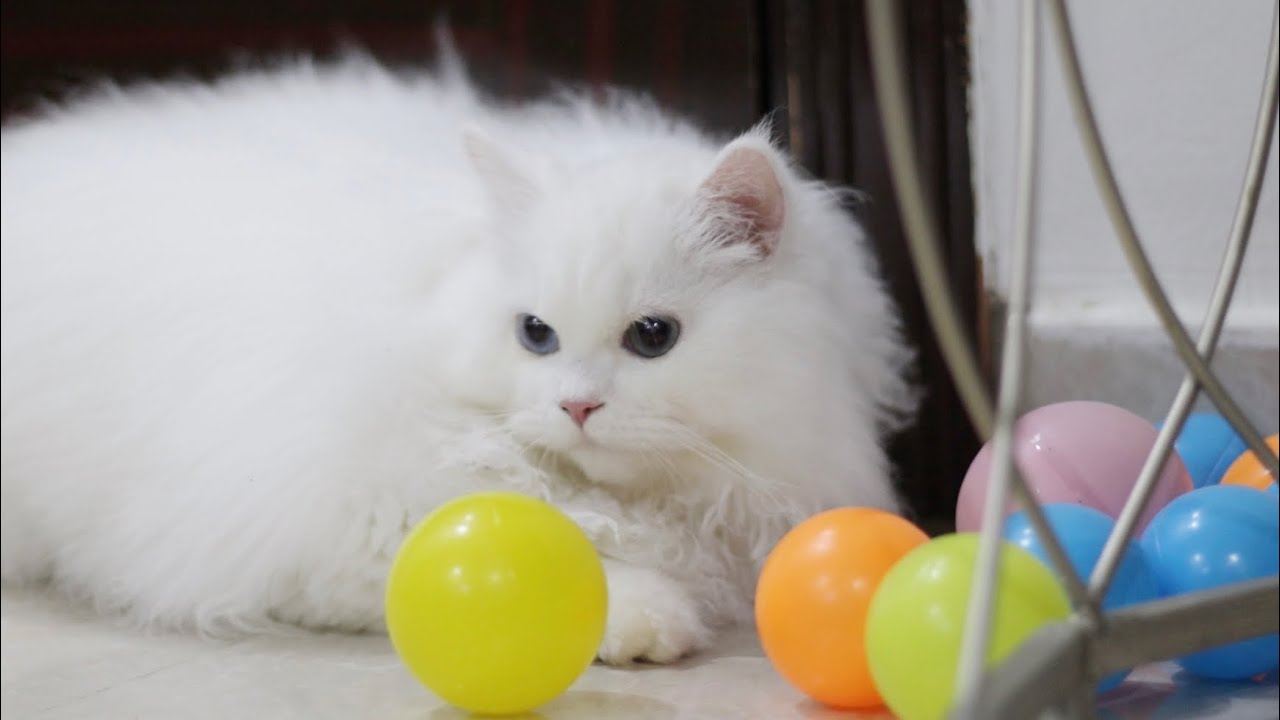 Three Cats Playing With Balls - YouTube