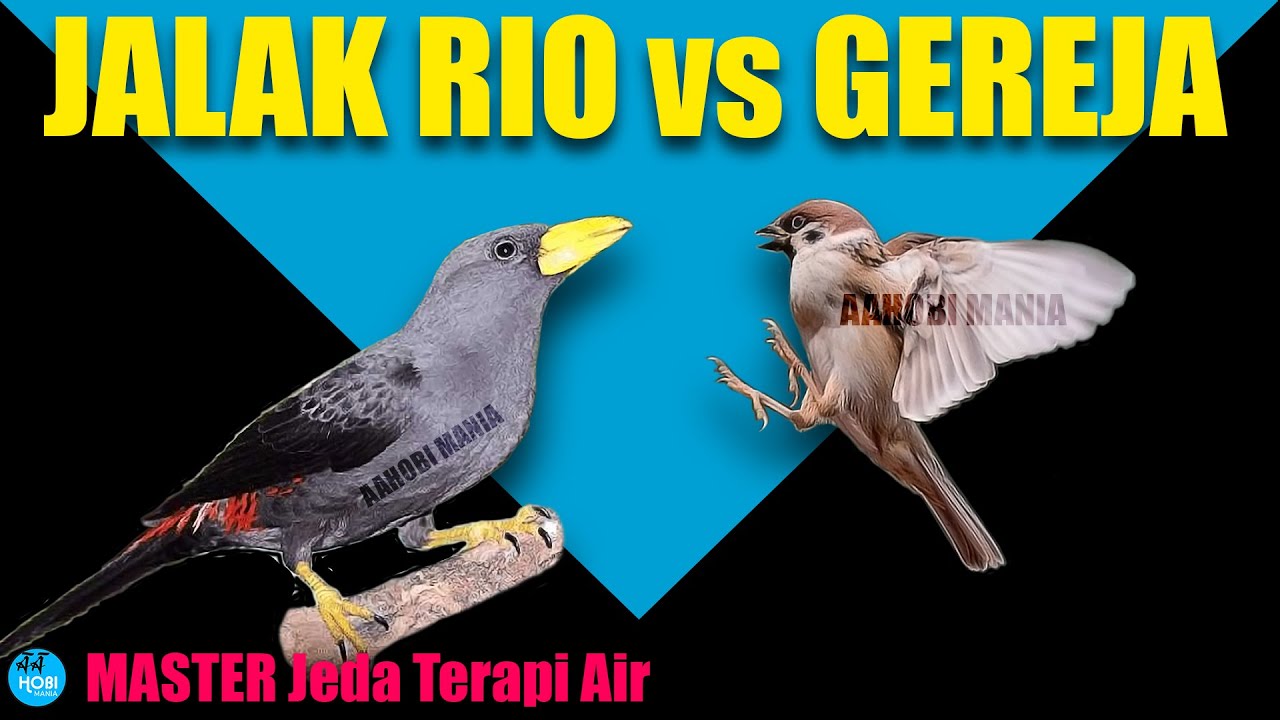 MASTER JALAK RIO RIO VS GEREJA TARUNG Jeda Terapi Air AMPUH - YouTube