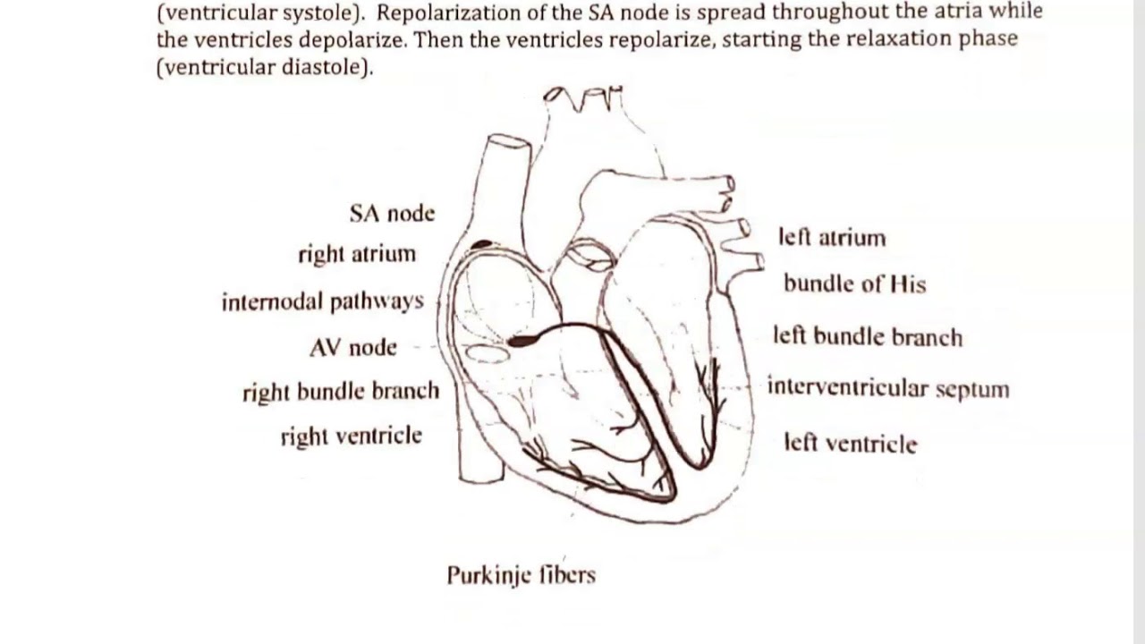 EKG lab intro part 2 - YouTube