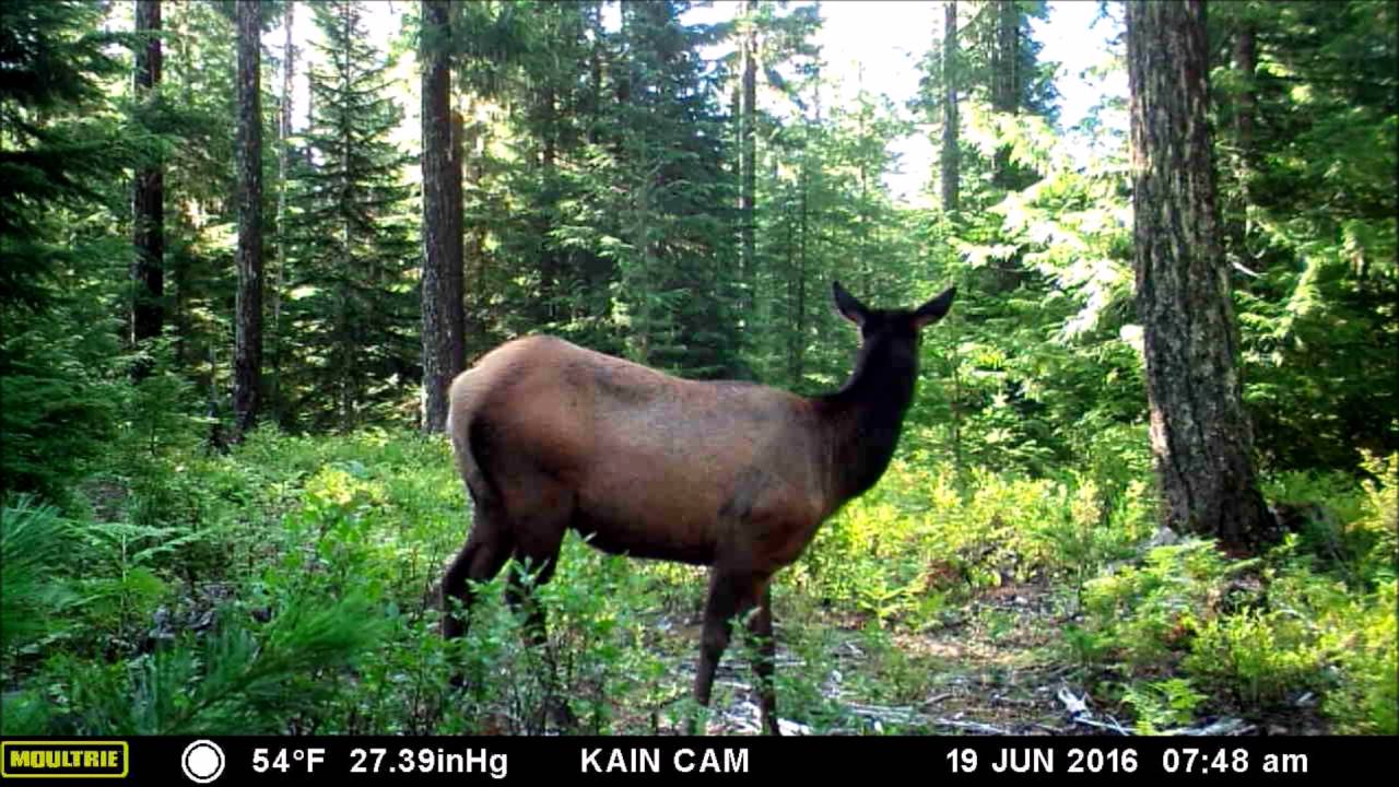 Coyote howls while cow elk listens. - YouTube