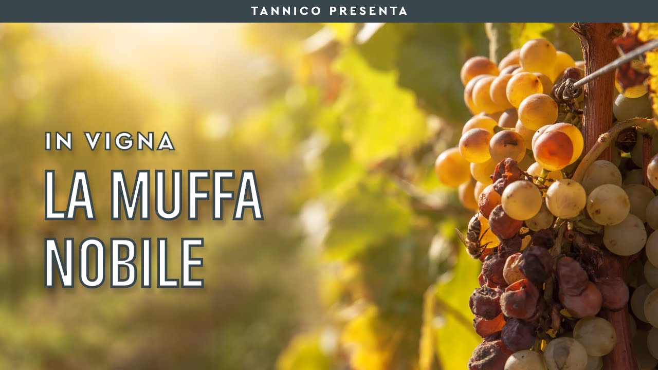 Che cos'è la muffa nobile e come influenza il vino | Tannico Flying ...
