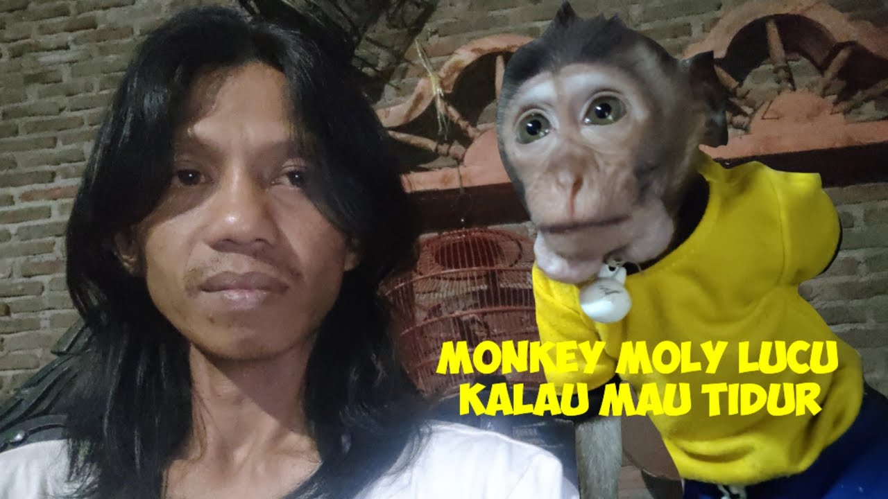 MONKEY MOLY LUCU KALAU MAU TIDUR - MONKEY MOLY IS CUTE WHEN YOU WANT TO ...