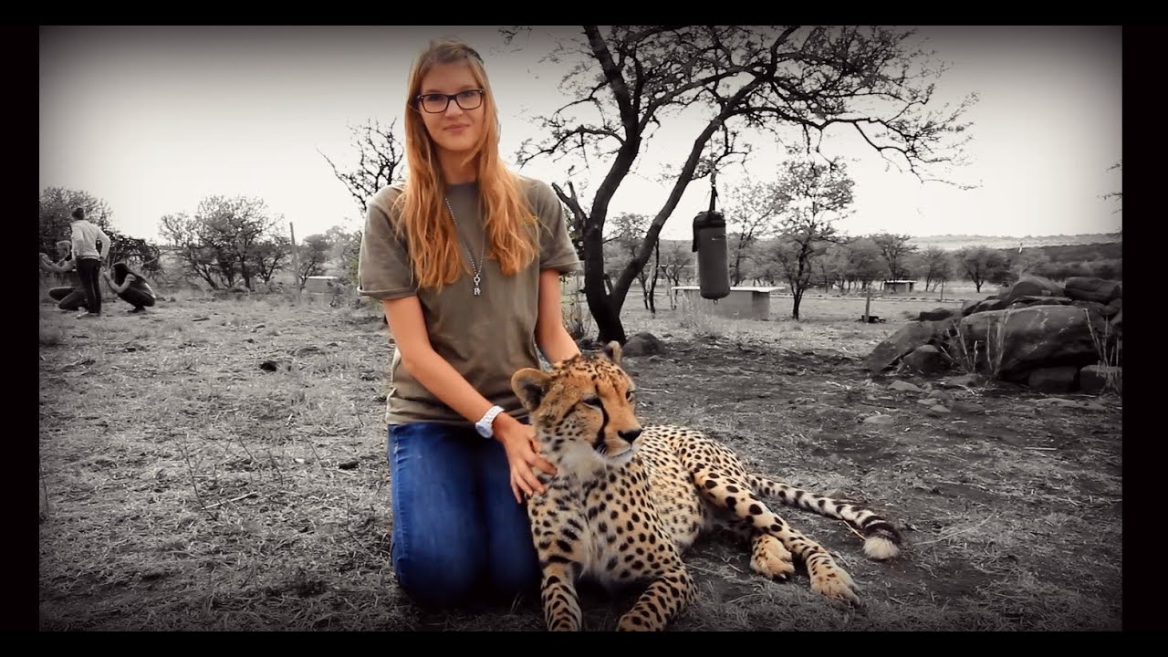 Living With Cheetahs -GERMAN VERSION - YouTube