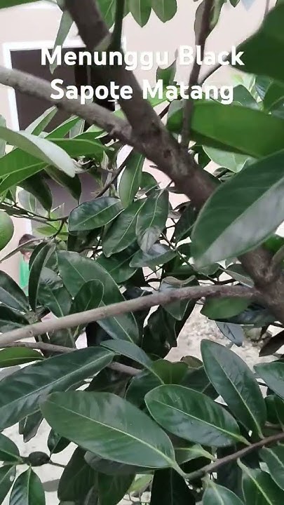 Menunggu black sapote matang - YouTube