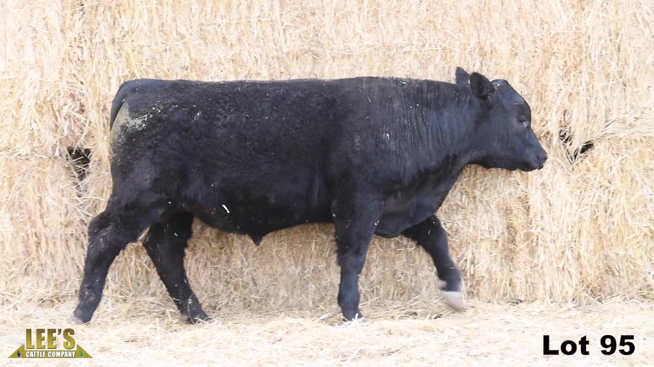 Lee Cattle Co 2020 Lot 95 - YouTube