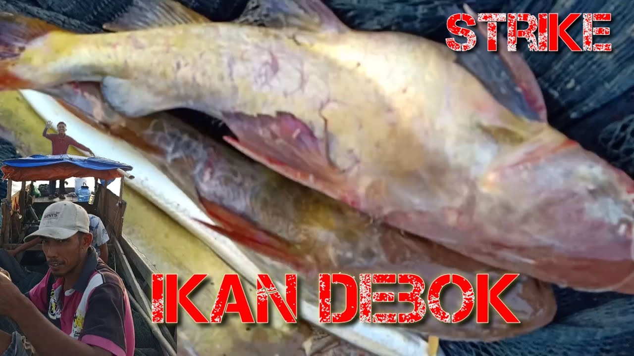 Mancing Ikan Debok di Selat Lalang,Sungai Apit,Siak Sri Indrapura,Riau ...