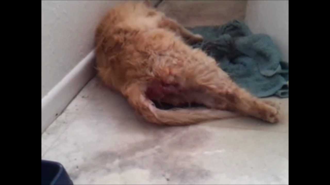 Nala giving birth - YouTube
