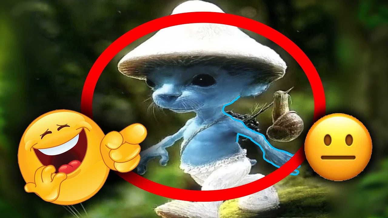 Top 5 Smurf Cats - YouTube