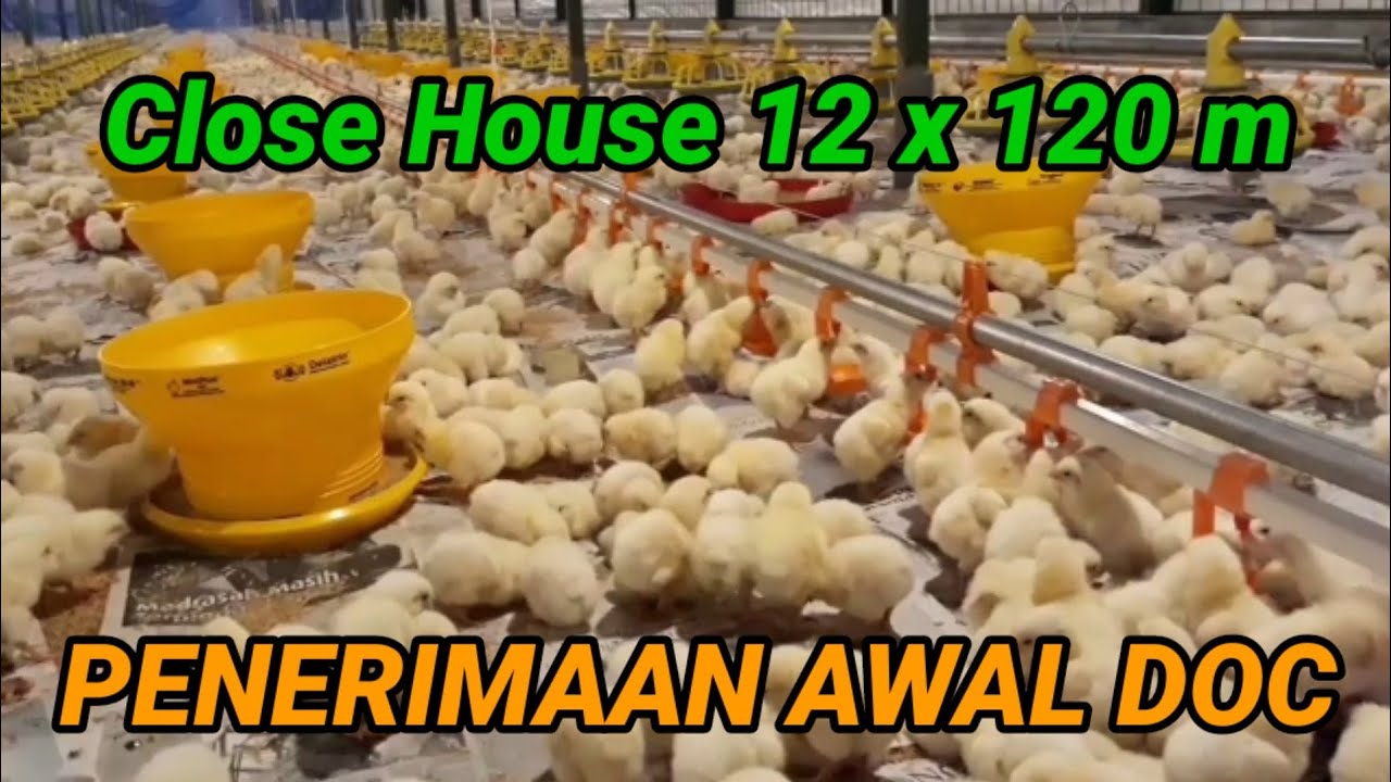 CHICK-IN CLOSE HOUSE BROILER - PENERIMAAN AWAL DOC #KandangAyam # ...