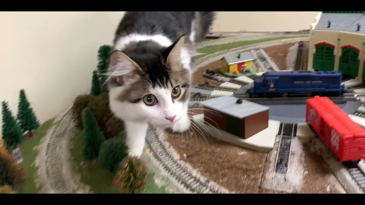 Charlie the Cat vs the Trains - YouTube