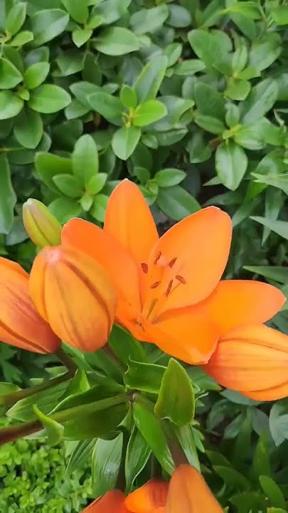 лилии ЛА гибриды #flowers #garden #nature #цветы #gardening #plants # ...