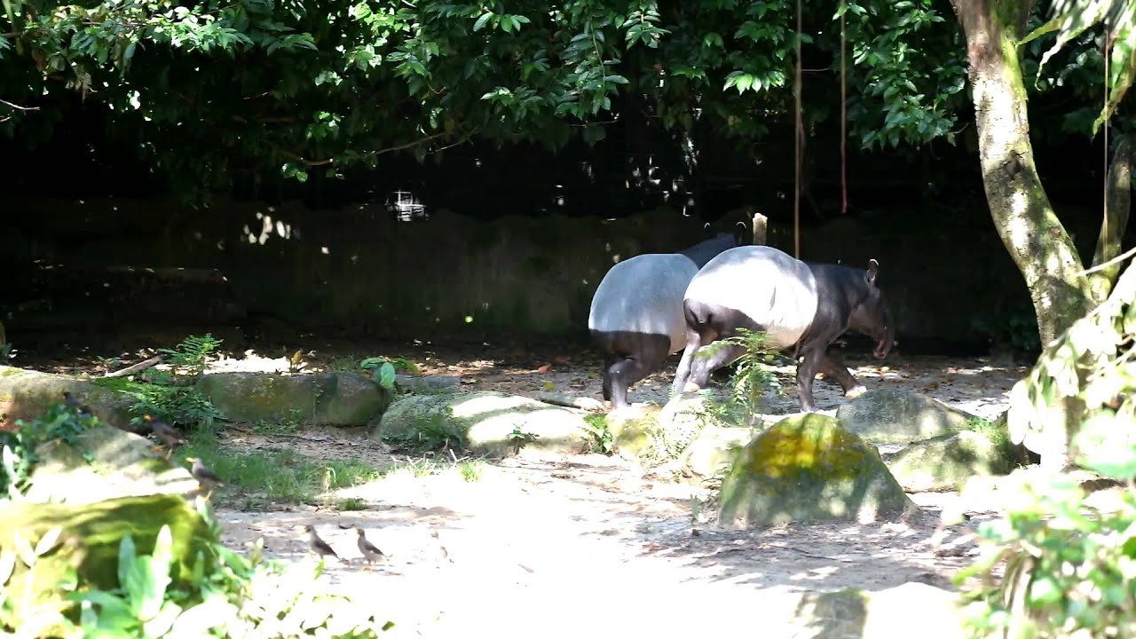 Tapir running - YouTube