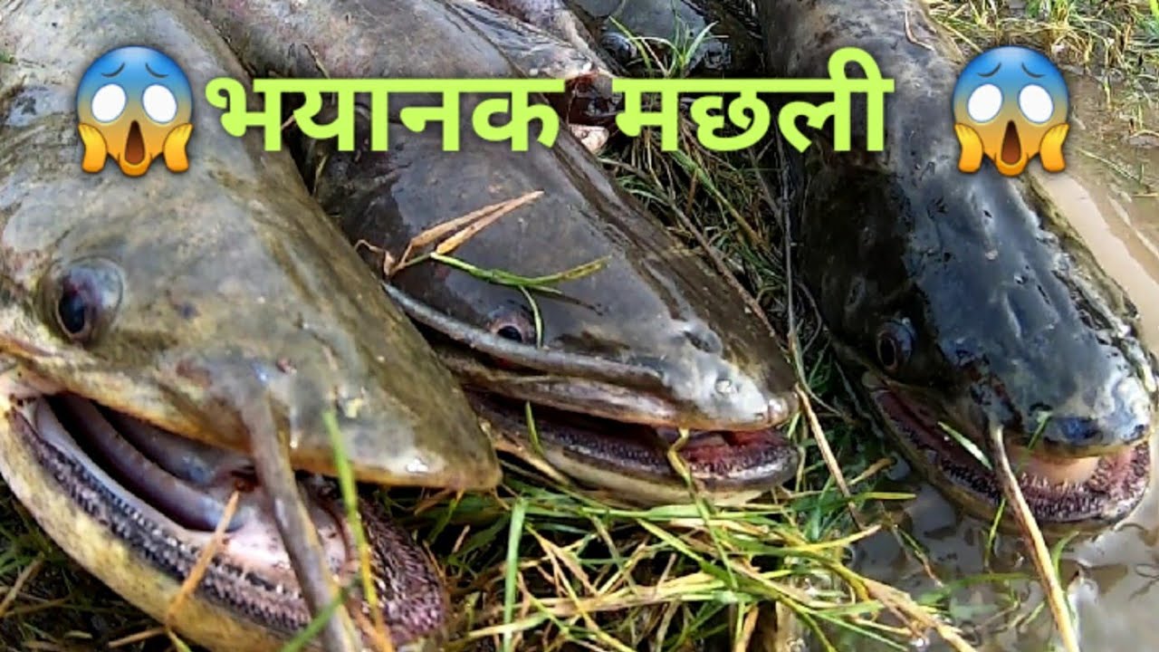 भयानक मासा (शिवडा),भयानक मछली (पडन,पतन ),weird catfish(wallago attu ...