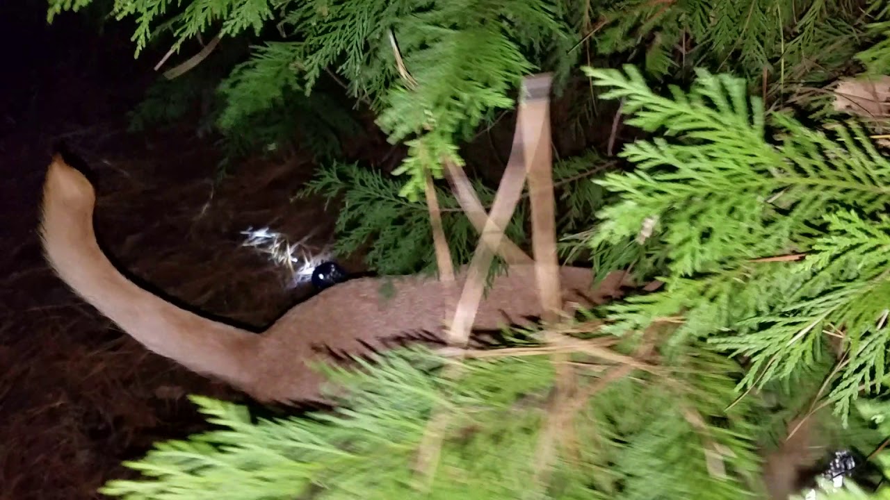 Bigfoot Sighting South Carolina Woods - YouTube