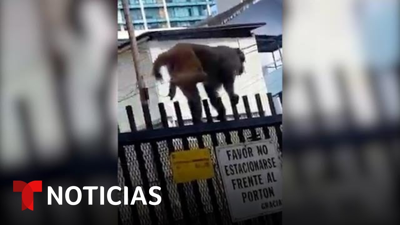 Un misterioso mono causa sensación en Puerto Rico | Noticias Telemundo ...