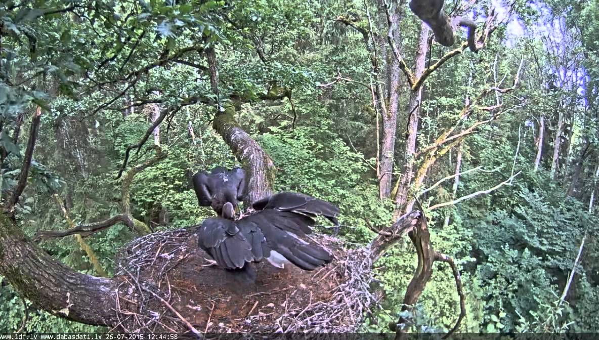 12h43m48s melnais starkis feeding - YouTube