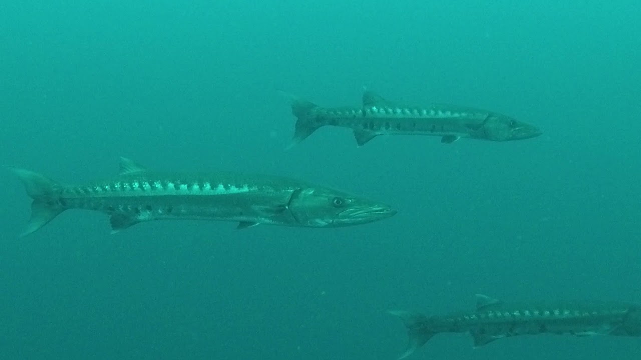 Ooo Barracuda - YouTube