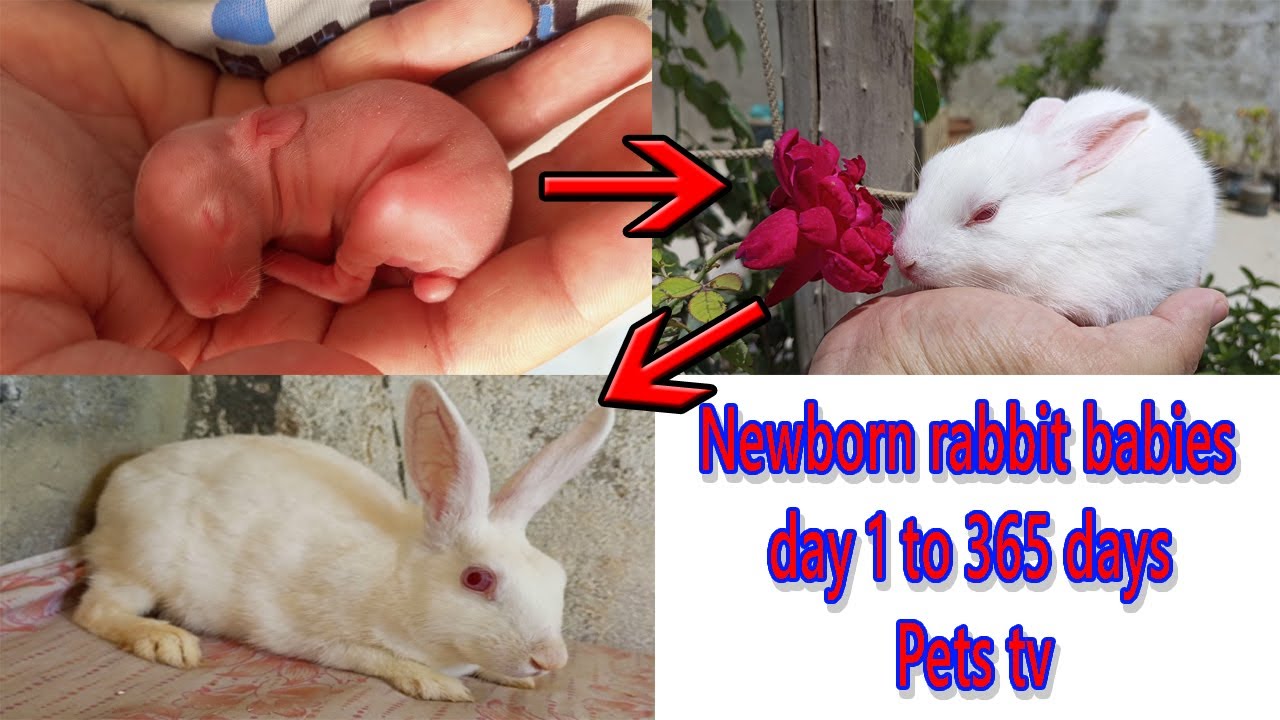 Newborn rabbit babies | day 1 to 365 days | Pets tv - YouTube