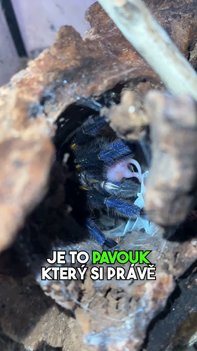 CO ŽIJE TAM DOLE? #fyp#pavouk#pavouci#chov#chovatel#teraristika#zajimavost#cz#czech#sokolik ...