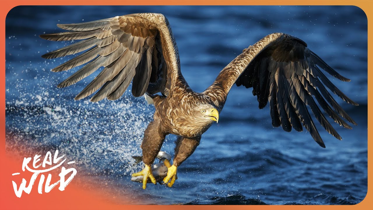 The Incredible Wildlife of Europe | The New Wilderness | 4K - YouTube