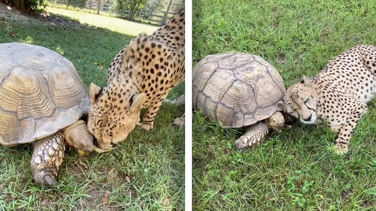 Opposites Attract! Cheetah And Tortoise Are Best Of Buddies - YouTube