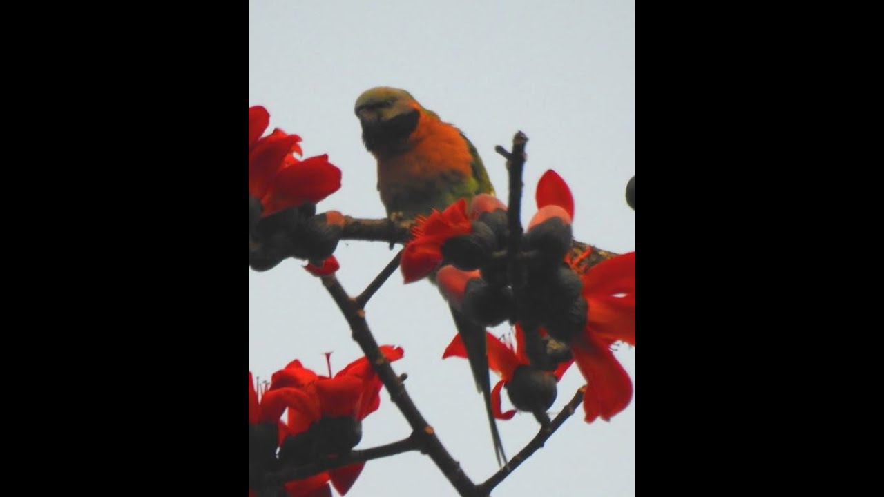Red Breasted Parrot in Kaziranga National Park, Assam, India - YouTube