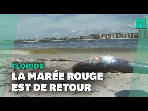 En Floride, la "marée rouge" s’étend et tue des milliers de poissons ...